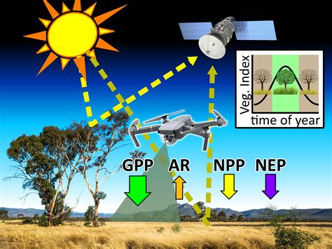 Remote Sensing Of Vegetation Dynamics Uwa Data Institute