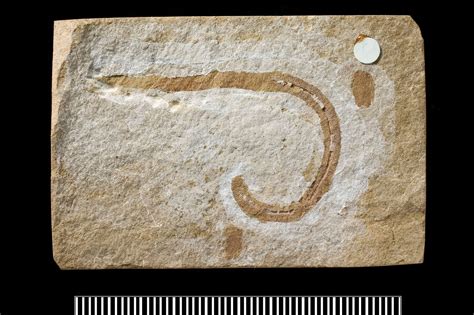 Penis Worms May Have Been The First Hermits The New York Times