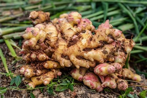 You Can Take Cuttings From Existing Ginger Plants To Grow More Just