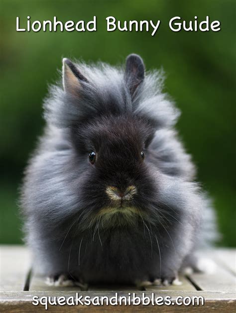 Cute Lionhead Bunny Lionhead Rabbits Lionhead For Sale Rabbit