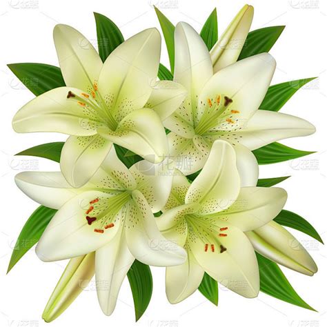 白百合的花