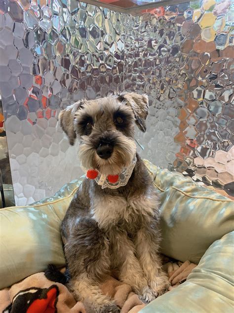 슈나우저 밍이 강아지 책임분양 ♥ 아이조아 유기방지입양 파양 강아지보호소 고양이보호소 무료분양센터