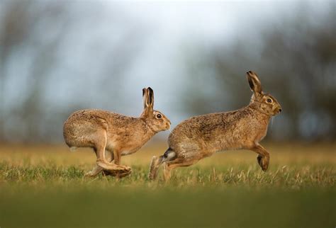 9 Fascinating Facts About Hares Country Life