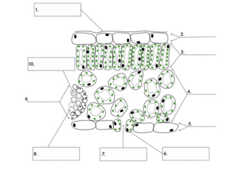 Leaf Structure Diagram Quizlet