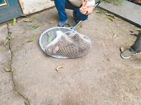 大鬧桃園18天 狒狒遭獵人射殺 寵物交流區 公仔箱論壇 Powered By Discuz