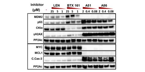 Lenalidomide Cc 5013 Immunomodulator Medchemexpress