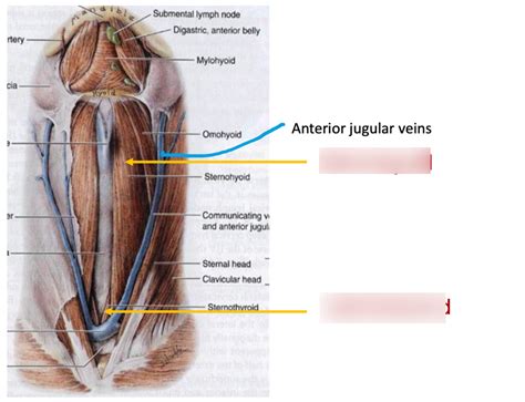 W2 Thyroid Diagram Quizlet