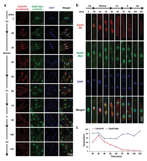 Condensin And Cohesin Localization During The Cell Cycle A Condensin