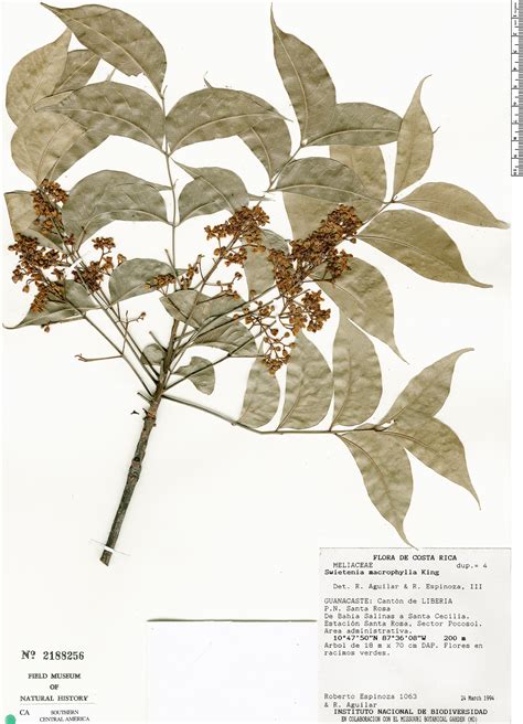 Swietenia Macrophylla Rapid Reference The Field Museum