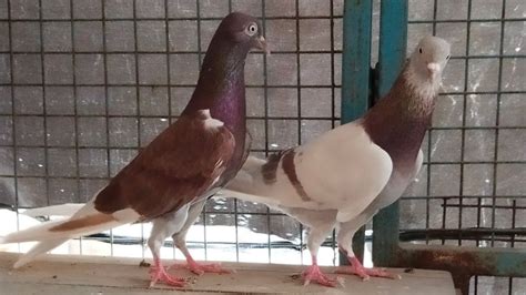 🕊️ पंजाबी मलवाई कबूतर लाल रतते Hsn 01 Tafjeelansari8678 Like Comment And Subscribe Youtube