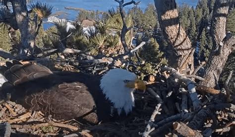 Big Bear Bald Eagle Eggs Still Unhatched One Likely Not Viable The