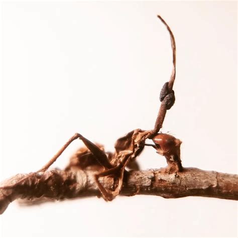 Zombie Ants The Quarry Gardens