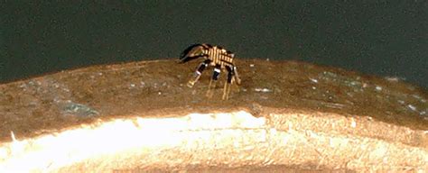 This ‘crab Is The Smallest Remote Controlled Walking Robot Ever Built