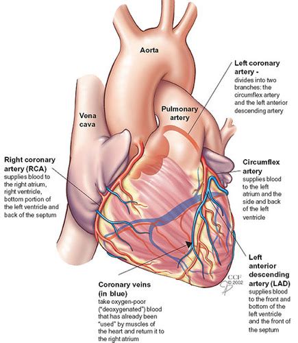 Coronary Artery Disease Cad Flashcards Quizlet