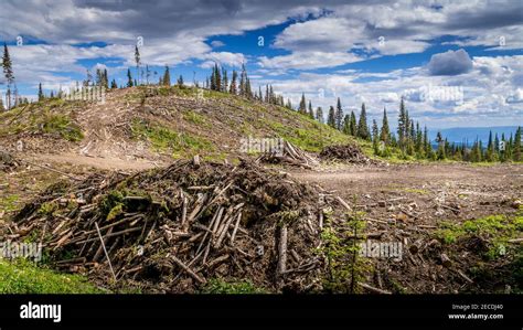 Clear Cut Logging Hi Res Stock Photography And Images Alamy