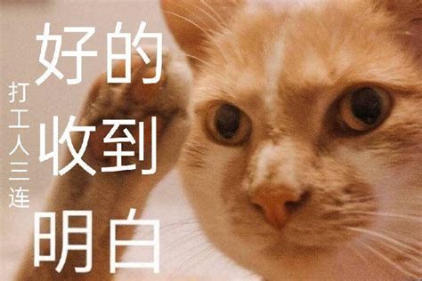 你有哪些楼楼的表情包 知乎