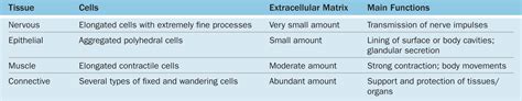 Epithelial Tissue Basicmedical Key