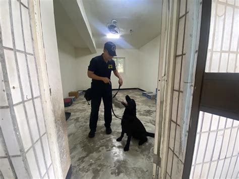 萌狗上線打擊犯罪 台首隻電子產品偵測犬美國結訓命名大有寓意四季線上4gTV