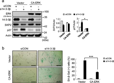 Erk Activation Restores The Senescence Phenotypes Induced By 14 3 3β