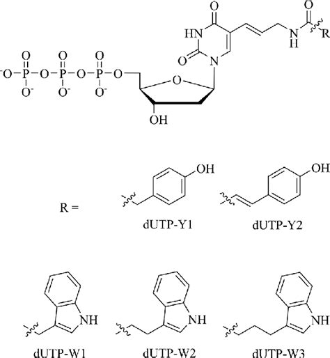 Structural Formulas And Abbreviations Of The Modified Dutp Used