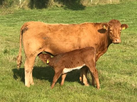 Suckler Cows With Calves At Foot For Sale In Co Roscommon For €1800