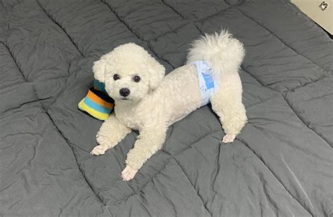 강아지 기저귀 추천 제품 및 주의사항은 비마이펫 라이프