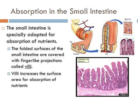 Protein Absorption In Small Intestine At Jett Quong Blog