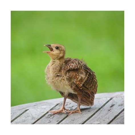 Wordless Wednesday Cimple A Curious Introverts Musings And Photos