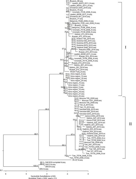 Phylogenetic Dendrogramma Obtained On The Basis Of Gene N Fragment Of