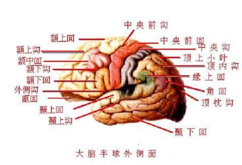 大腦皮層聯合區 結構功能 受損症狀 結構與功能 分布與分工 三級區結構 中文百科全書