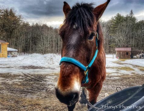 Tiffany Maynard Photography Tiffany Maynard Photography