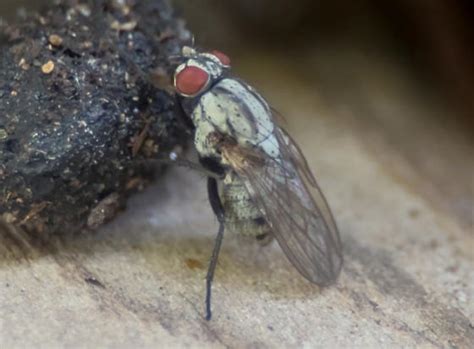 Anthomyia Sp Anthomyia Oculifera Bugguide Net