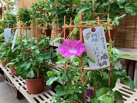 川口・安行で夏の風物詩「朝顔・ほおずき市」 七夕飾りも 川口経済新聞