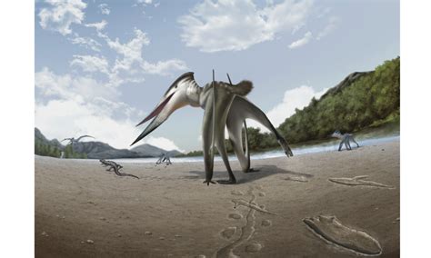 New Pterosaur Tracks Discovered In S Korea Hint Flying Reptiles