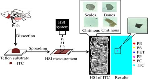 Hyperspectral Imaging Based Method For Rapid Detection Of Microplastics In The Intestinal Tracts