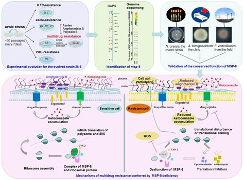 微生物研究所科研团队发现解旋酶msp 8介导的真菌多重耐药新机制 生物通