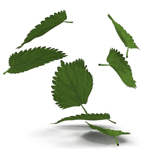3d Crenate Leaf Modeled Nature