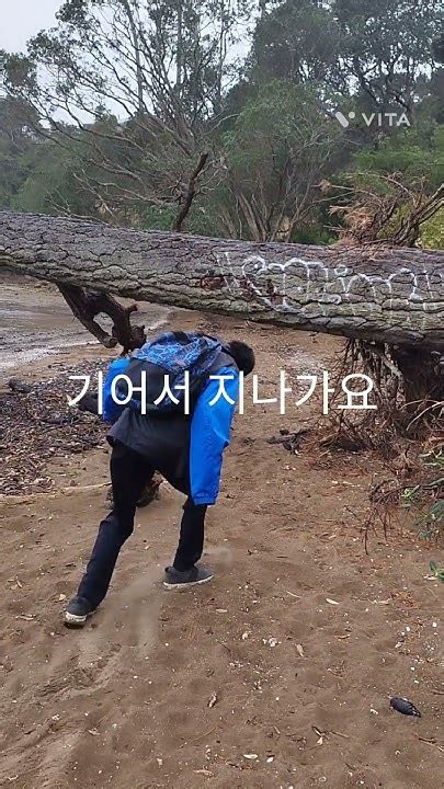 바닷가 나무가 너무 낮아 아들이 거의 기어가요 Newzealand 뉴질랜드 오클랜드 Youtube