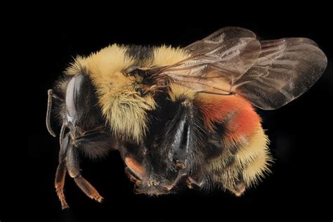 There Are 4000 Species Of Native Bees In The Us Scientific American