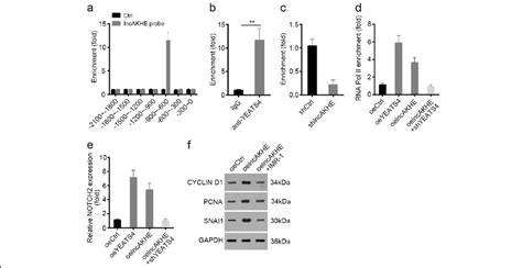 Lncakhe Recruits Yeats4 To Initiate Notch2 Expression And Activate
