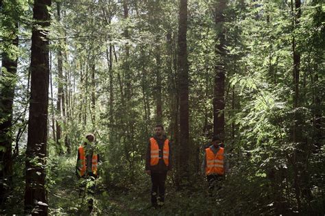 Gis And Remote Sensing For Sustainable Forest Monitoring And Management Course Stepsuretraining