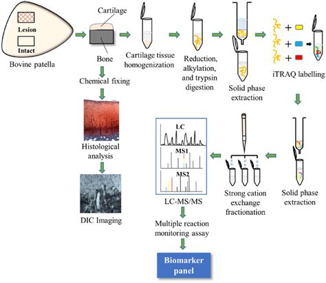 Schematic Workflow For This Study Shown Is The Scheme For