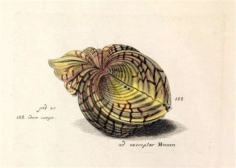 Bo B On Linkedin “to Lay The Logarithmic Spiral On Sea Shell And