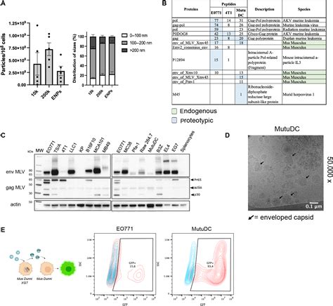Extracellular Vesicles And Co‐isolated Endogenous Retroviruses From