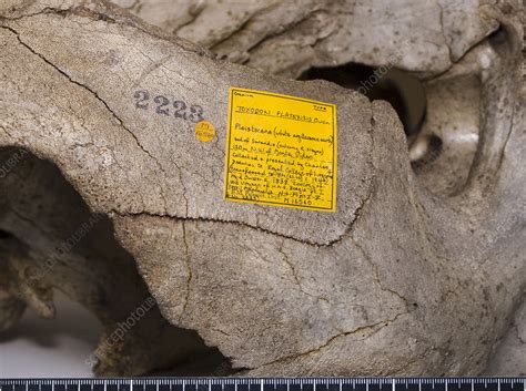 Toxodon Platensis Skull Stock Image C010 2079 Science Photo Library