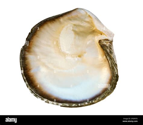Natural Pearl In Oyster Cut Out Stock Images And Pictures Alamy
