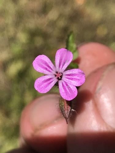 Geranium Robertianum Picturethis