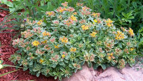 Stonecrop Sedum Night Light White Flower Farm