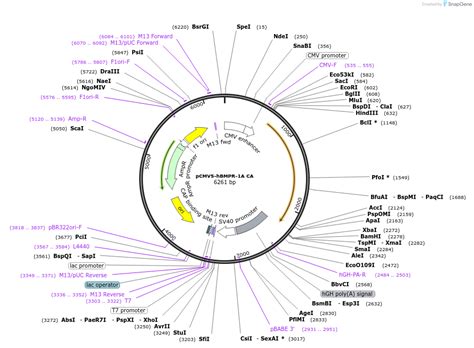 Addgene Pcmv5 Hbmpr 1a Ca