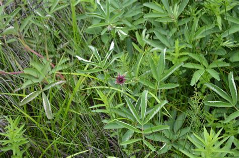 湿地の植物と昆虫 2013 619 札幌の四季、生活